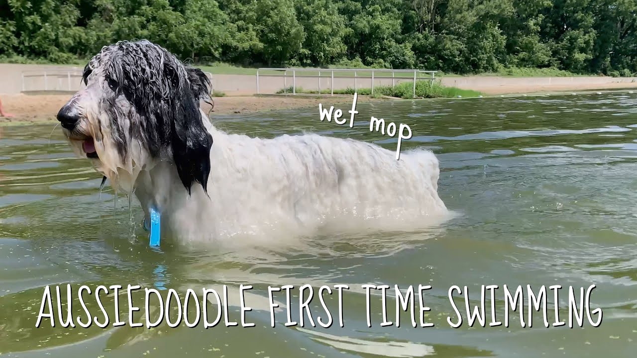 Do Aussiedoodles Like Swimming
