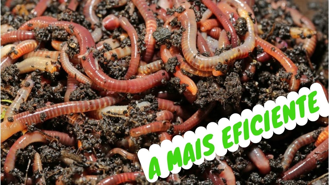 Como fazer um minhocário simples e eficiente. Passo a Passo - YouTube