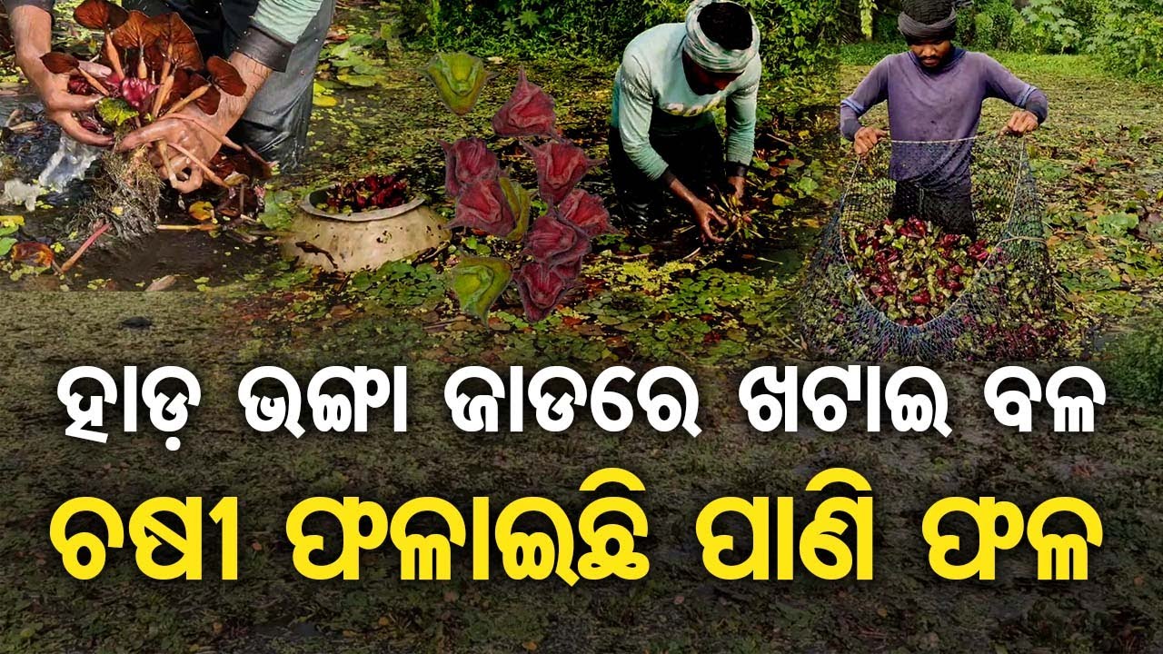 ହାଡ଼ ଭଙ୍ଗା ଜାଡରେ ଖଟାଇ ବଳ ଚାଷୀ ଫଳାଇଛି ପାଣି ଫଳ || Pani Singada || Water ...