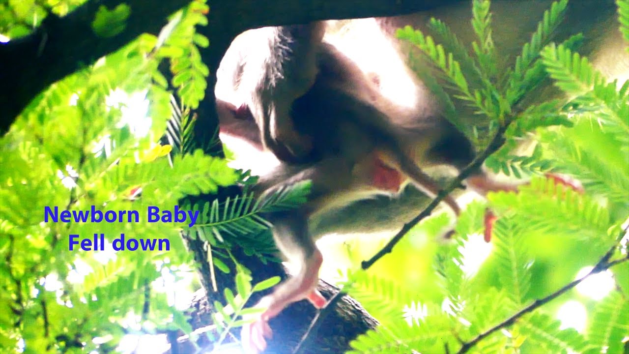 My God! S@d newborn baby almost falls down from the tree -when Mom lack ...