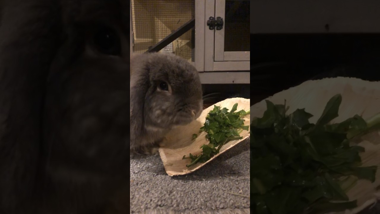 Ash the bun eating his daily greens 🥬 🐰 ️ #bunny #bunnylife #rabbit # ...