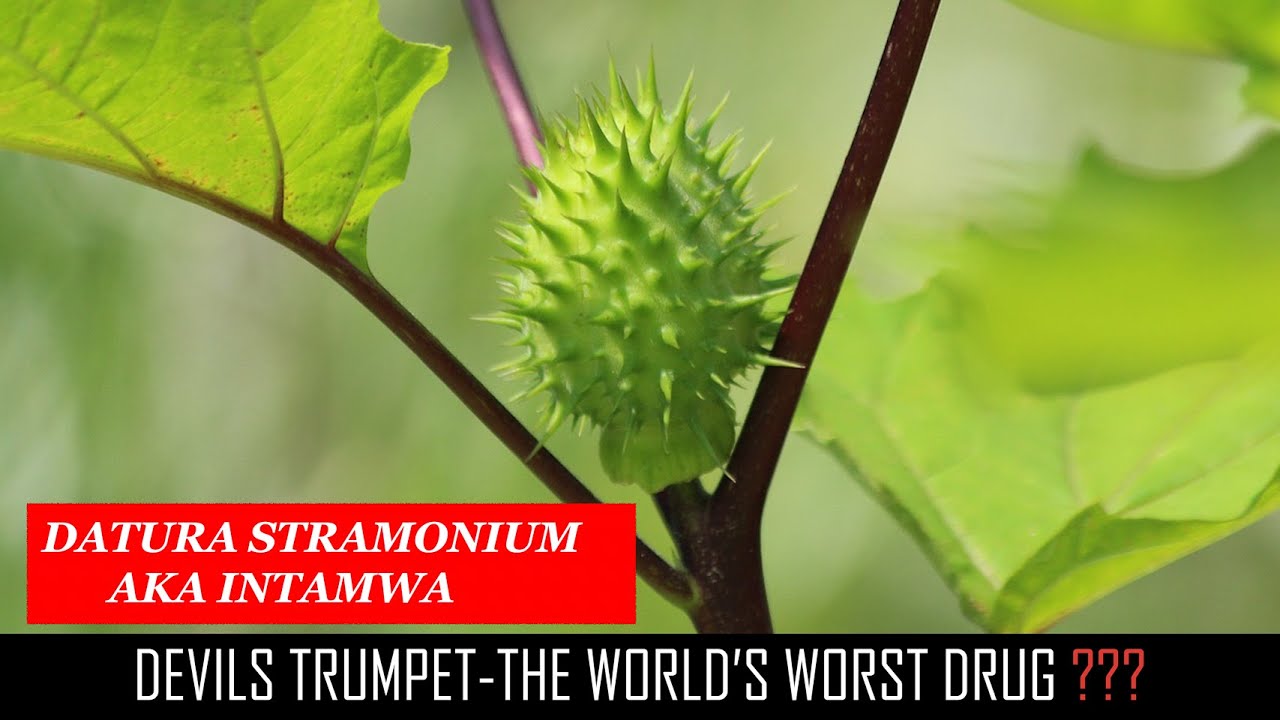 DATURA NIGHTSHADE WORST DRUG EVER - YouTube