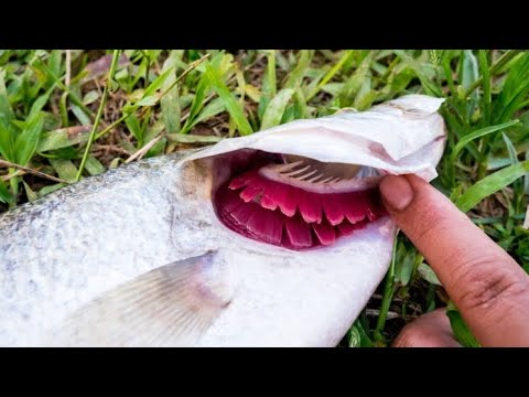 التنفس عند الاسماك La respiration chez les poissons - YouTube