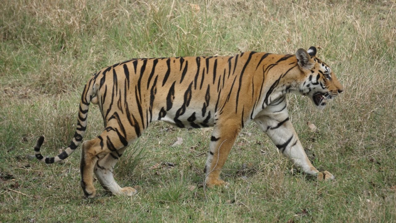 Patdev female morning turia #wildlife #wildlifephotography #tiger # ...