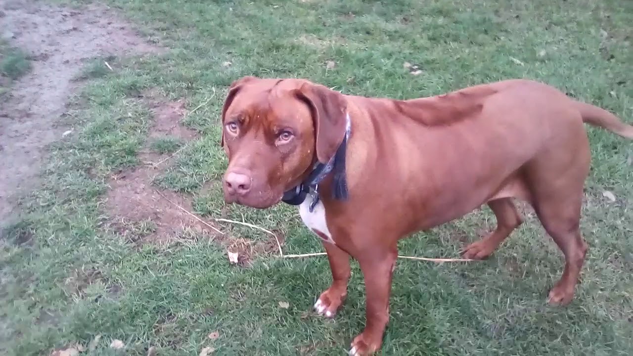 1 Rhodesian ridgeback barking - YouTube