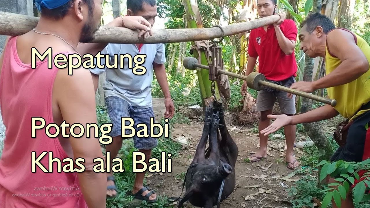 Mepatung, Potong Babi Khas Ala Bali - YouTube