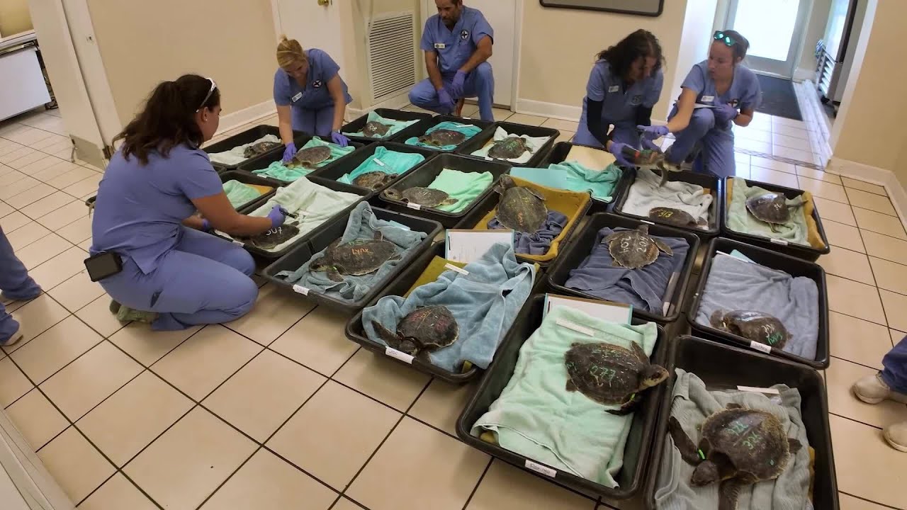 Sea Turtles Warm Up in Florida After 'Cold Stunning' Near Cape Cod ...