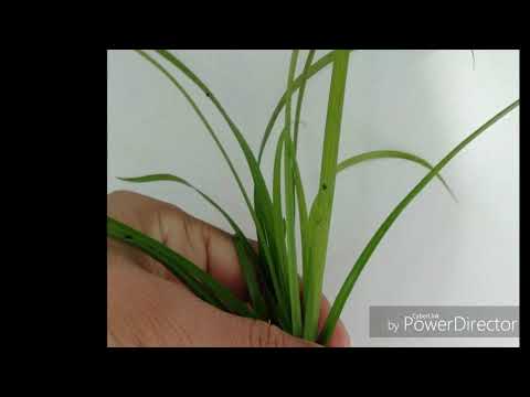 std ,4 Reticulate Venation and parallel venation - YouTube