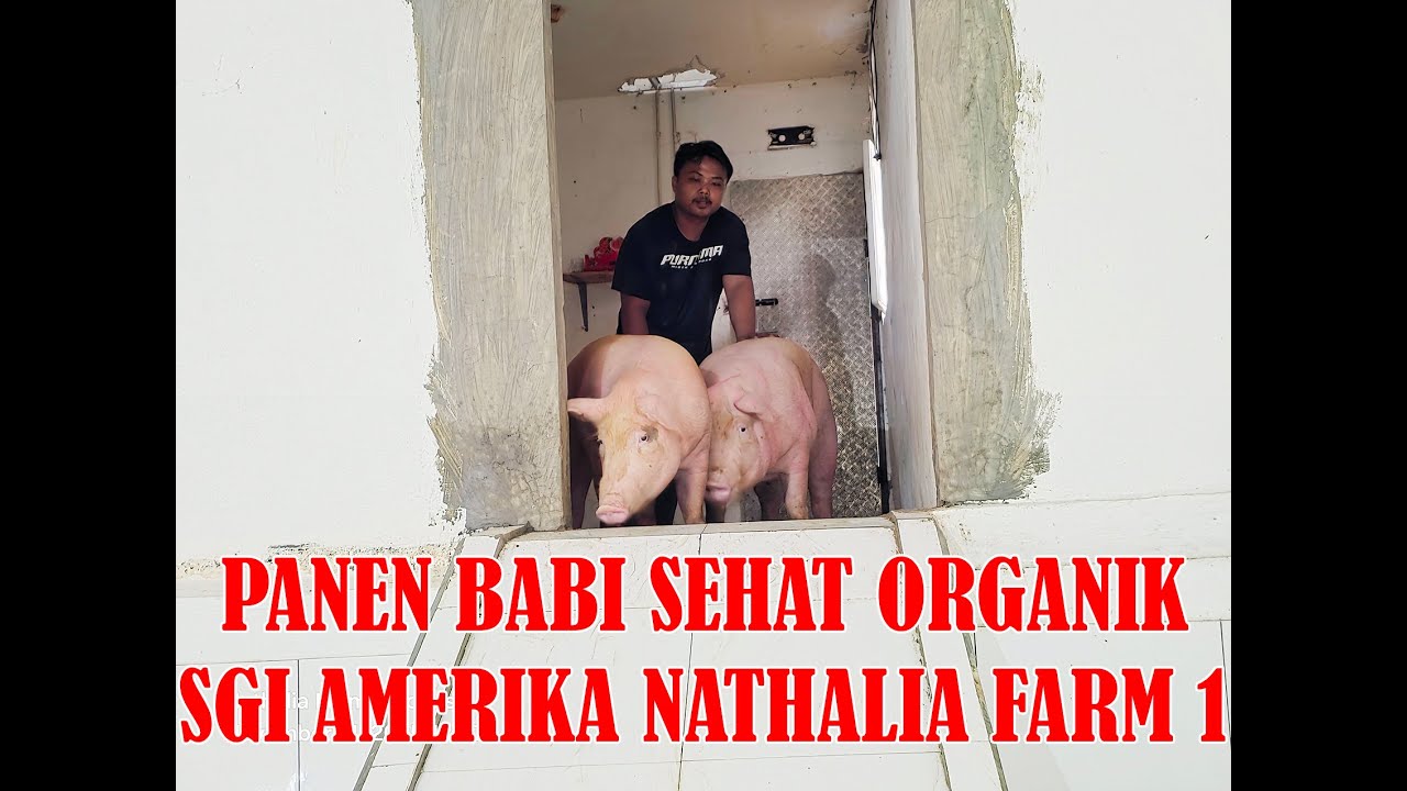 PANEN BABI SEHAT SGI AMERIKA NATHALIA FARM 1 - YouTube