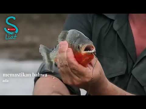 Memancing Piranha di Sungai Amazon: Keagresifan dan Bahaya Ikan Predator