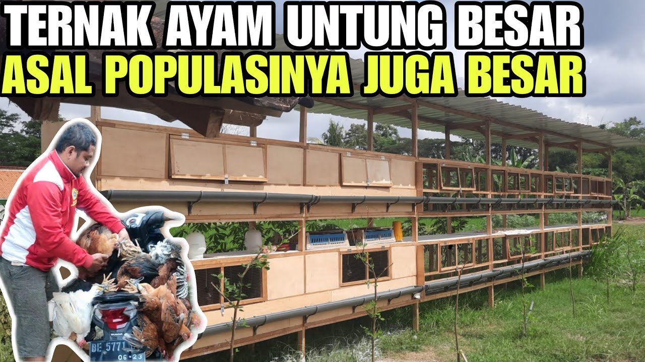 PELIHARA AYAM SEDIKIT UNTUNG 8JT/BLN ⁉️ - YouTube