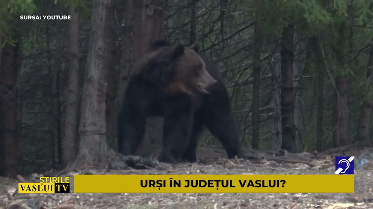 ȘTIRE URSI IN JUDETUL VASLUI - YouTube