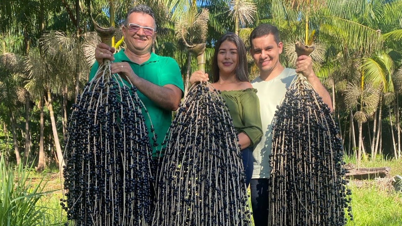 NOVO MÉTODO DE PLANTAR AÇAÍ NO TRIÂNGULO 🔺️ FAZ PRODUTOR FATURAR 3 × ...