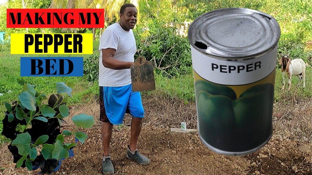 "BACK YARD FARMING" HOW TO MAKE A SWEET PEPPER NURSERY FROM START TO ...