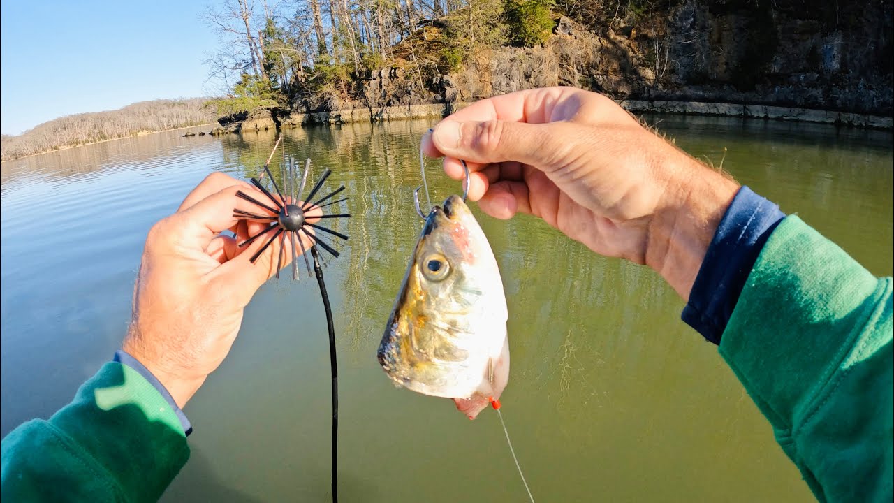 This SIMPLE Method Catches Fish After Fish - Kayak Catfishing - YouTube
