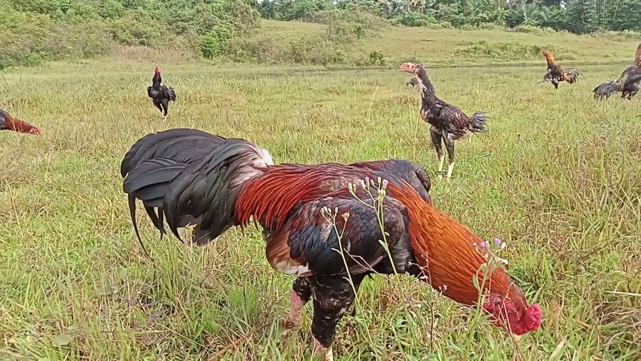 SHAMO ASIL BASILAN Kinabuhing Bol-anon - YouTube