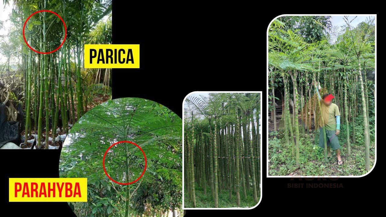 Jangan Salah Beli Pohon Solobium Parica vs Parahyba, CEK! - YouTube