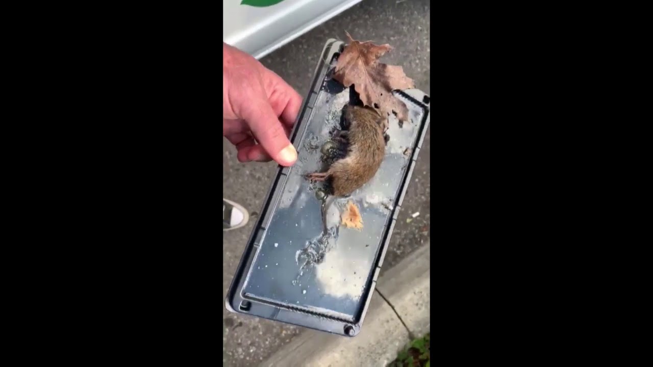 Why You Should Never Use Glue Traps For Mice YouTube Why You Should Never Use Glue Traps For Mice YouTube