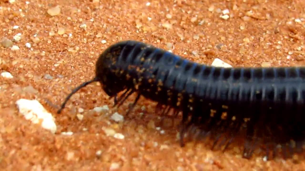 Shongololo - YouTube