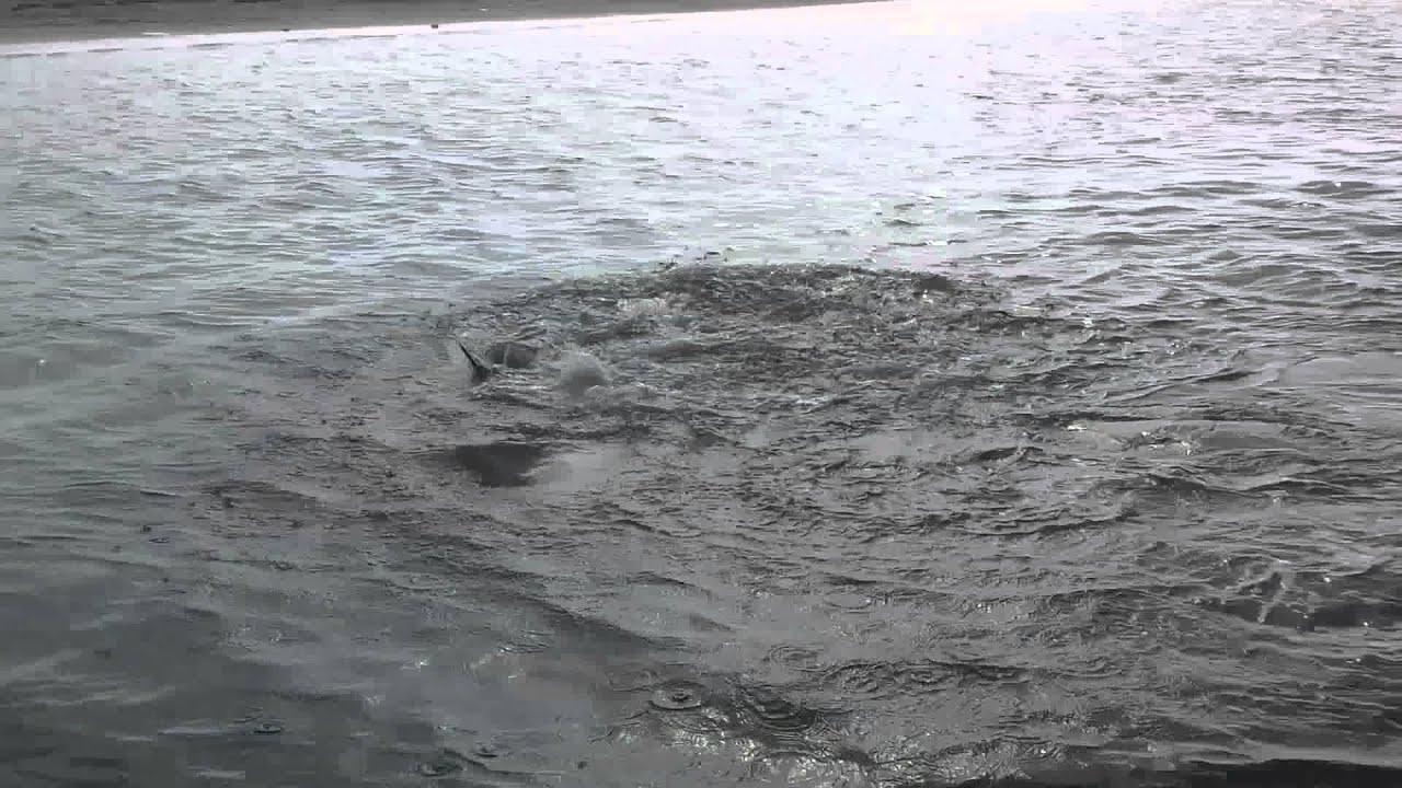 Dolphin speaking and using body language to greet the new year day with ...