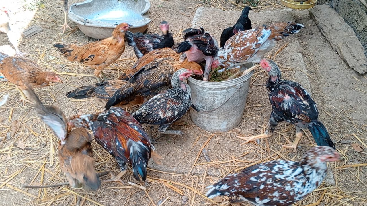 Raising chickens and duck in a rural and family style chicken eat rice ...