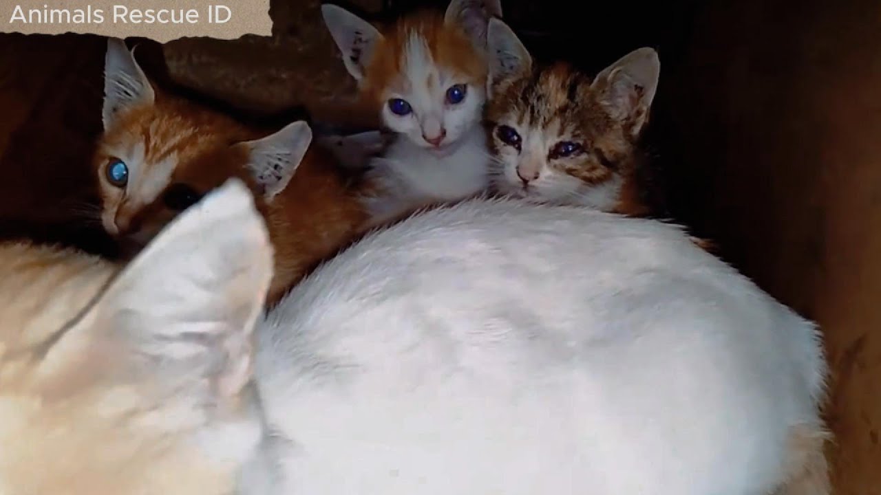 Stray Mother Cat Protects Her Kittens From the Cold - YouTube