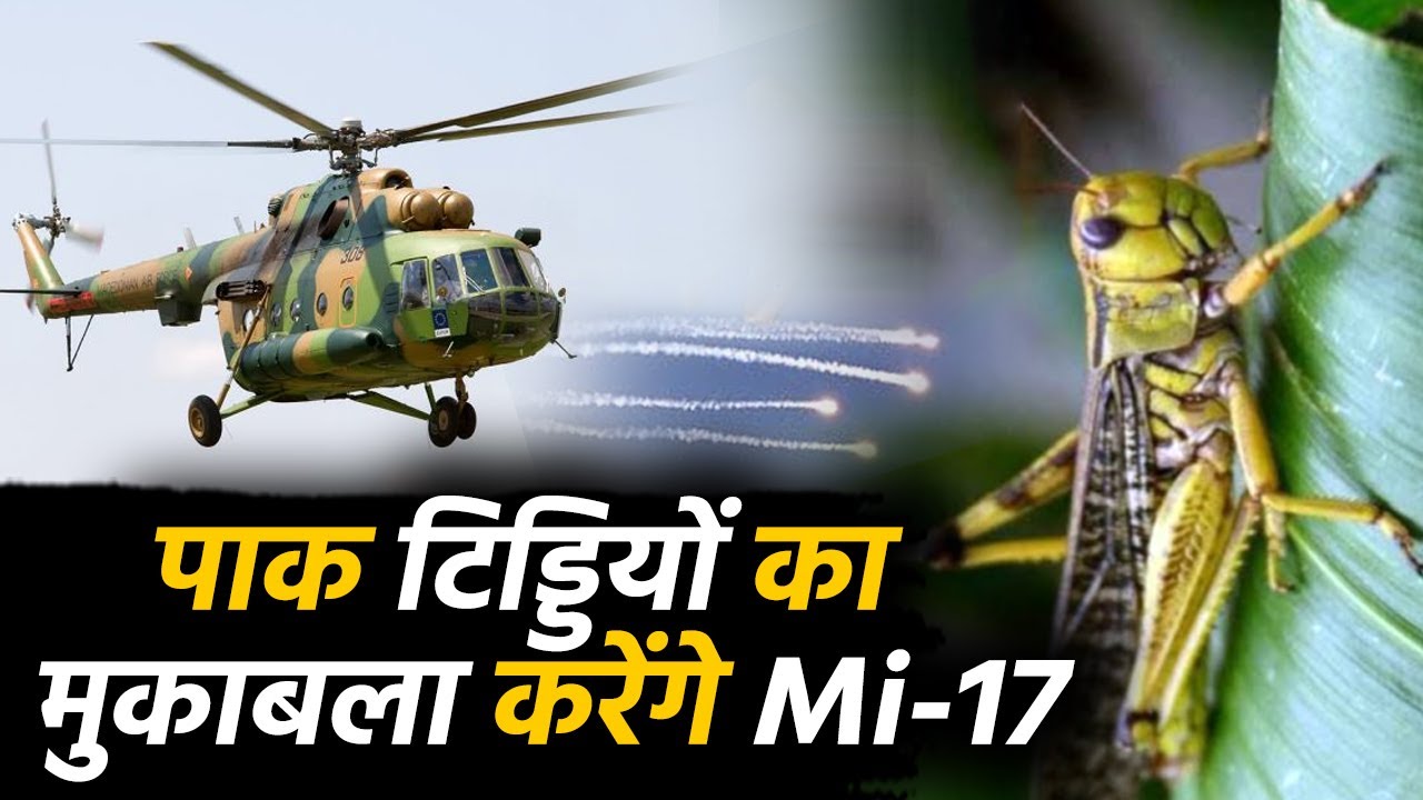 Indian Airforce ने Pak टिड्डियों का निकाला तोड़, फसल बचाने उतरी Mi- 17 ...
