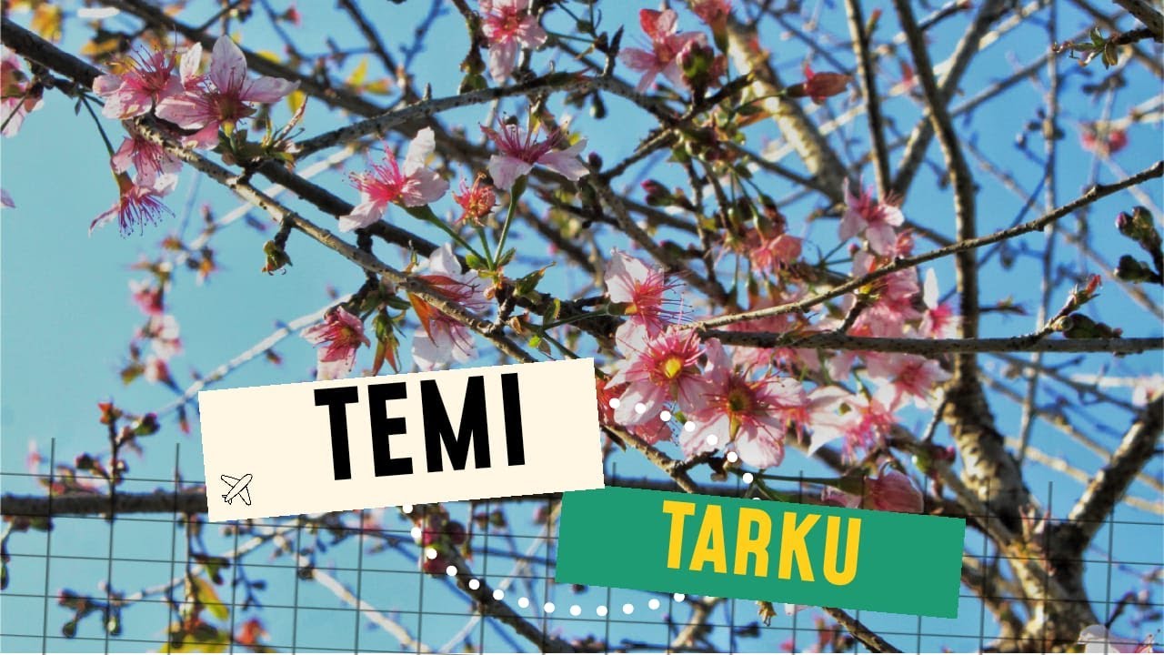 Temi Tarku Episode 1 : Temi Tea Garden | Cherry Blossoms | Offbeat ...
