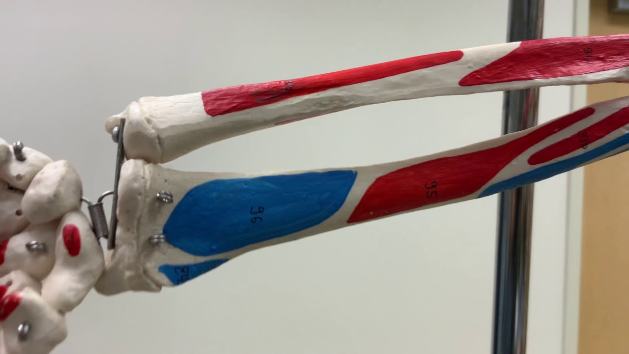 Arthrokinematics of the Distal Radioulnar Joint - YouTube