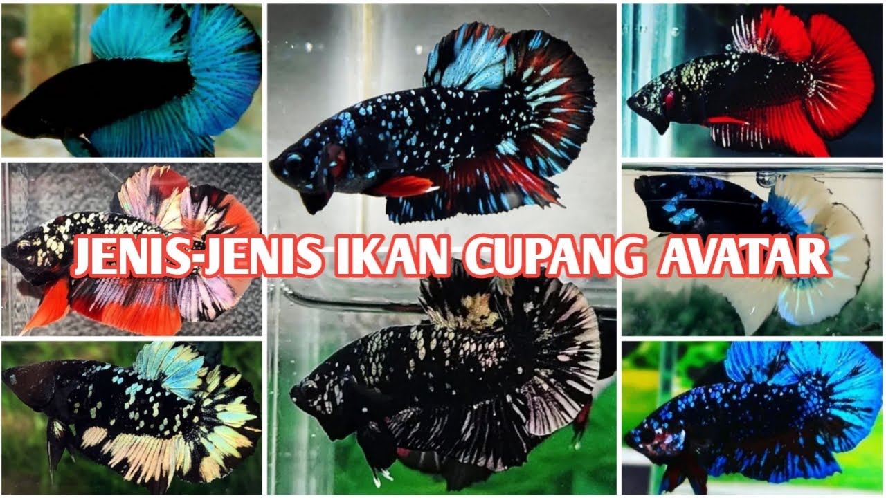 JENIS-JENIS IKAN CUPANG AVATAR (AVATAR SERIES) - YouTube