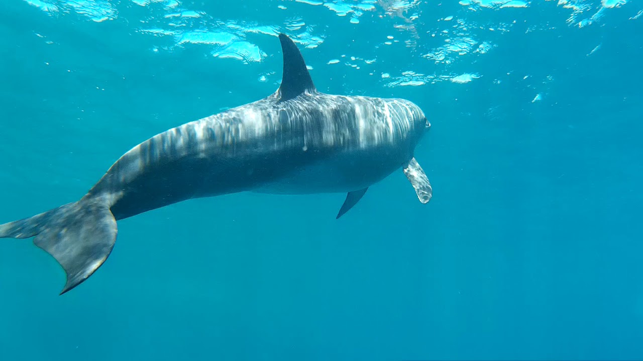 dolfin - YouTube