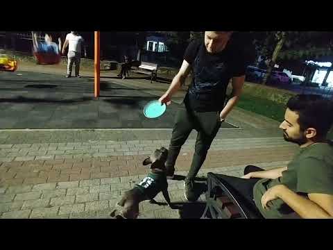 Yetenekli Köpek Fransız Bulldog Cinsi Ceku