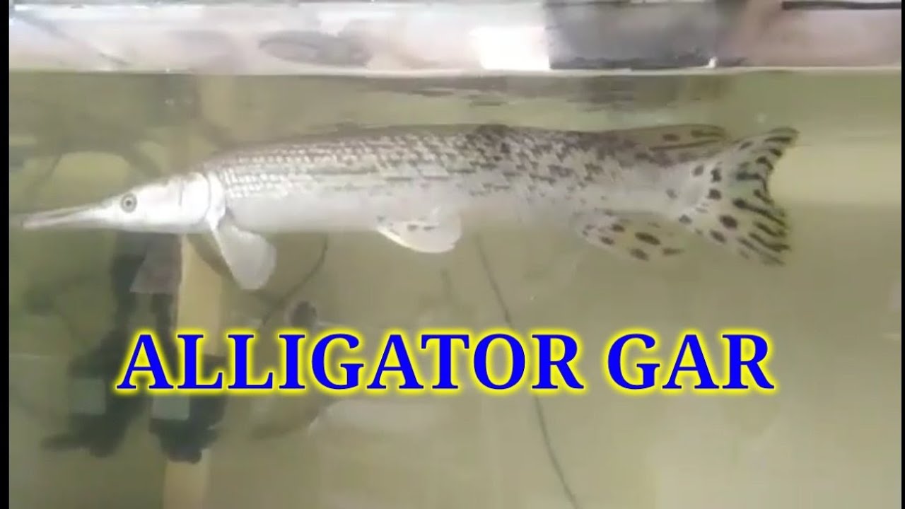 ALLIGATOR GAR........ - YouTube