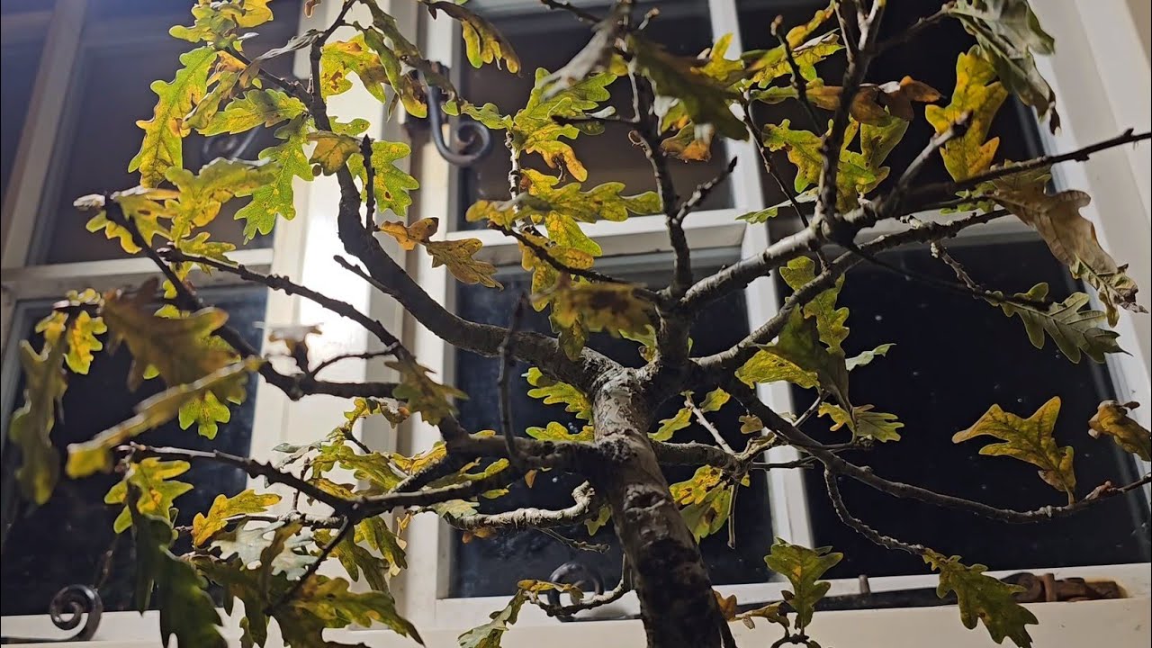 Oak Bonsai Tree Ramification For Dummies? - YouTube