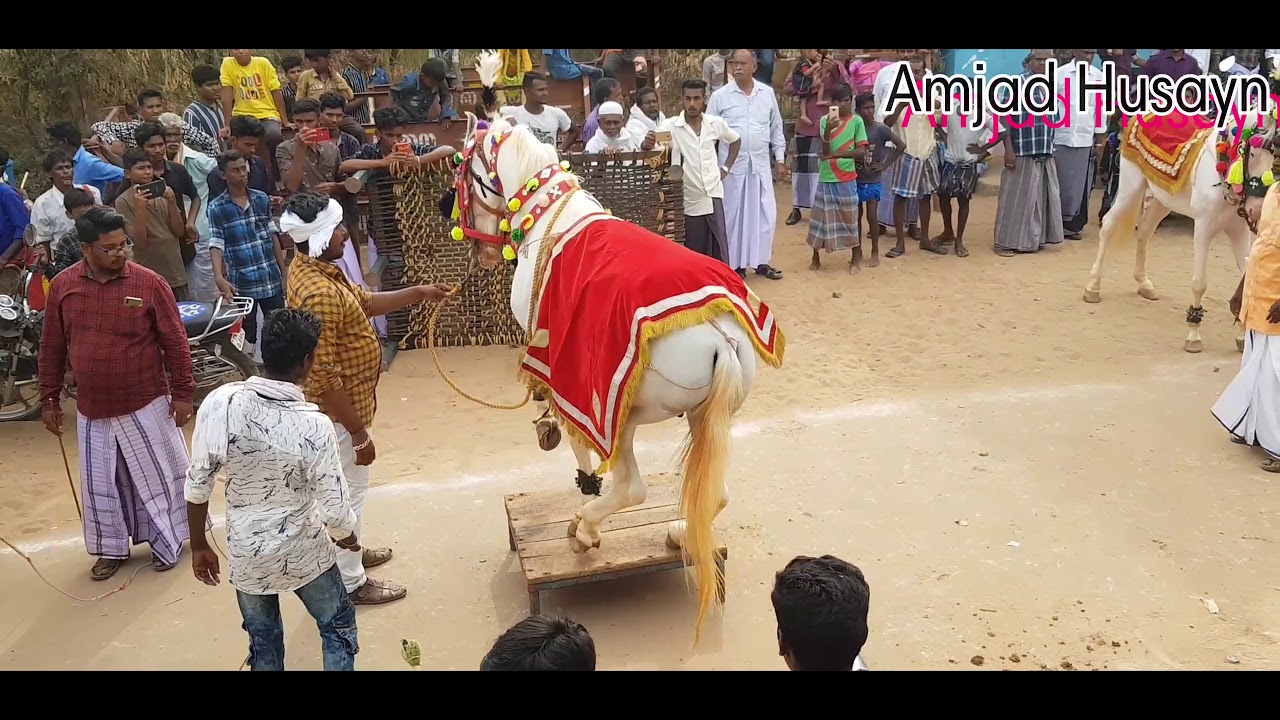Ervadi Dargah Flag Procession Horse Dancing - YouTube