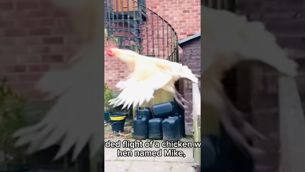 The longest recorded flight of a chicken #culture #interesting #fact # ...