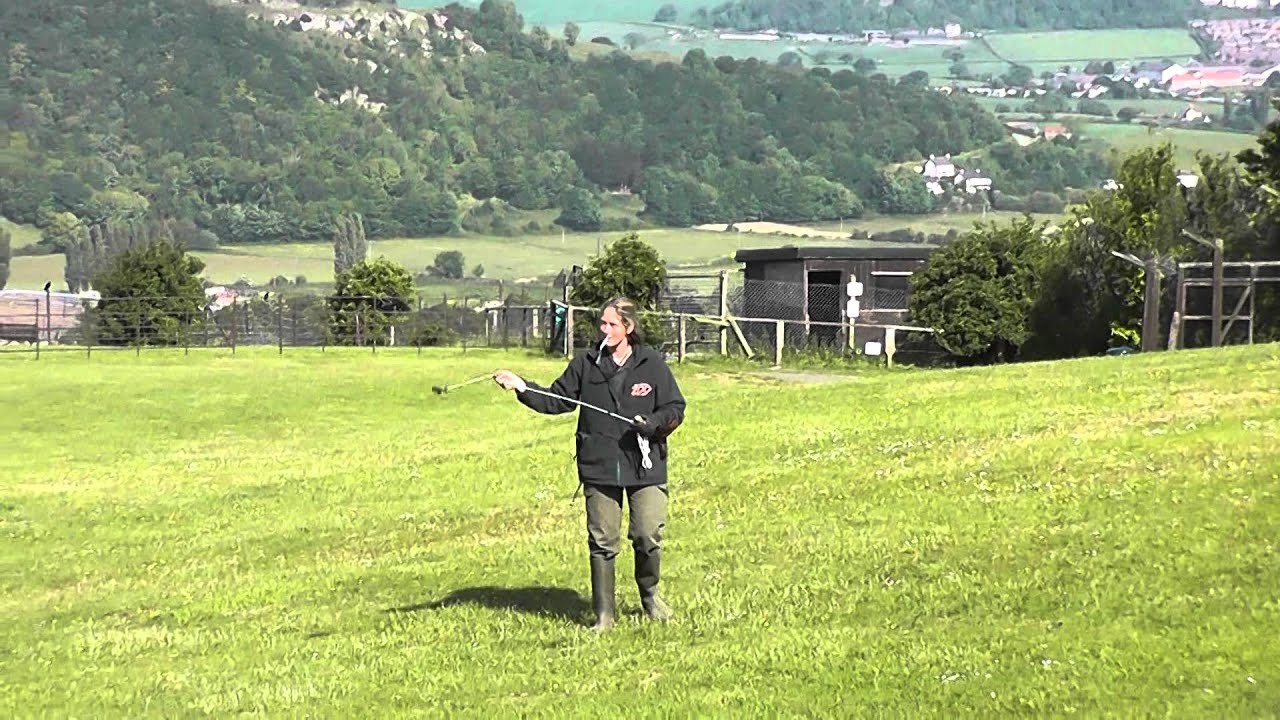 Flying lanner. Cowgirl moves! - YouTube