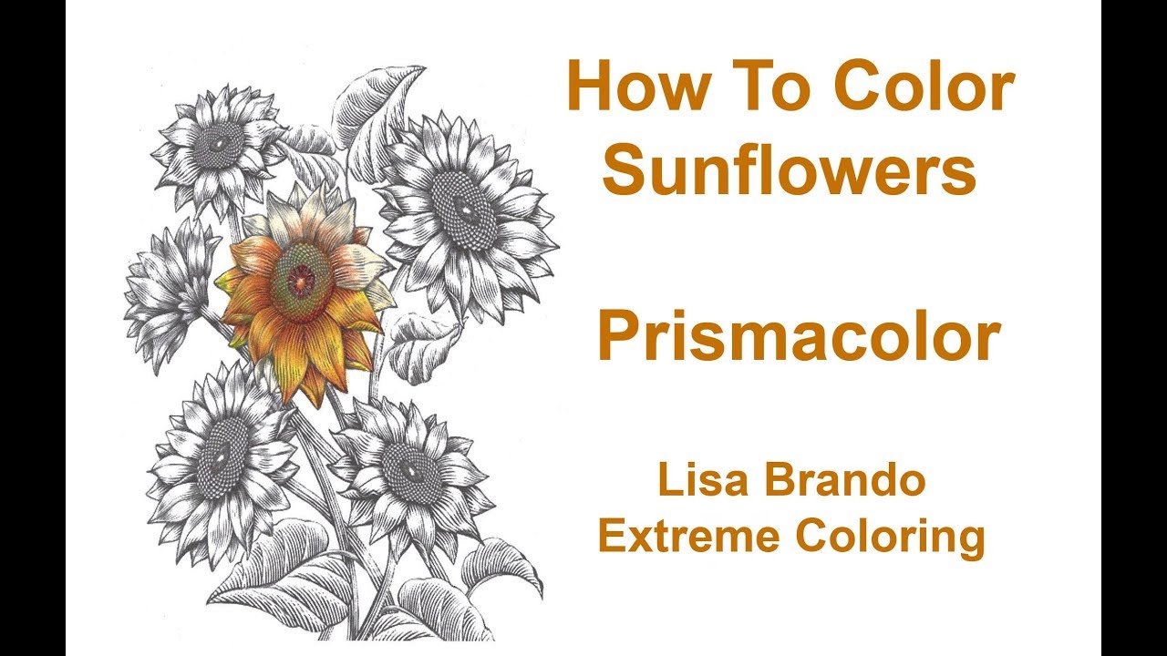 How To Color A Sunflower With Colored Pencils Prismacolor Lisa Brando ...