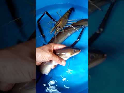 Ikan linang besar 2kg - YouTube
