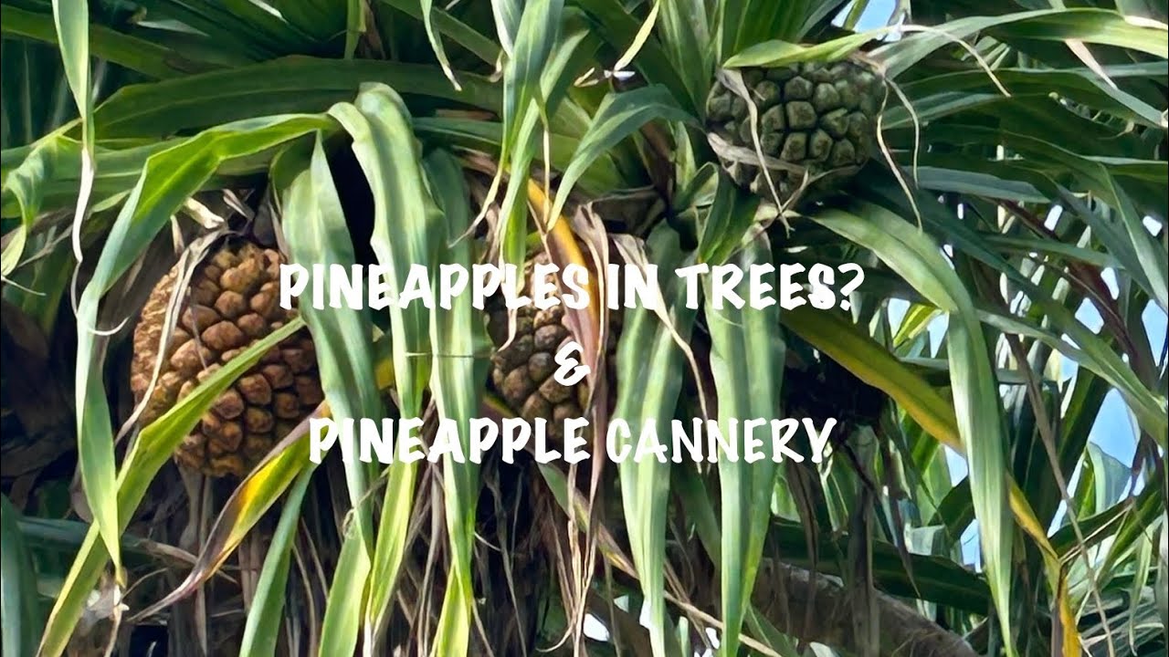 🍍PINEAPPLES IN TREES? LĀWA'I: OLD CANNERY;NEW MARKET;WHAT’S PANDANUS?🍍 ...