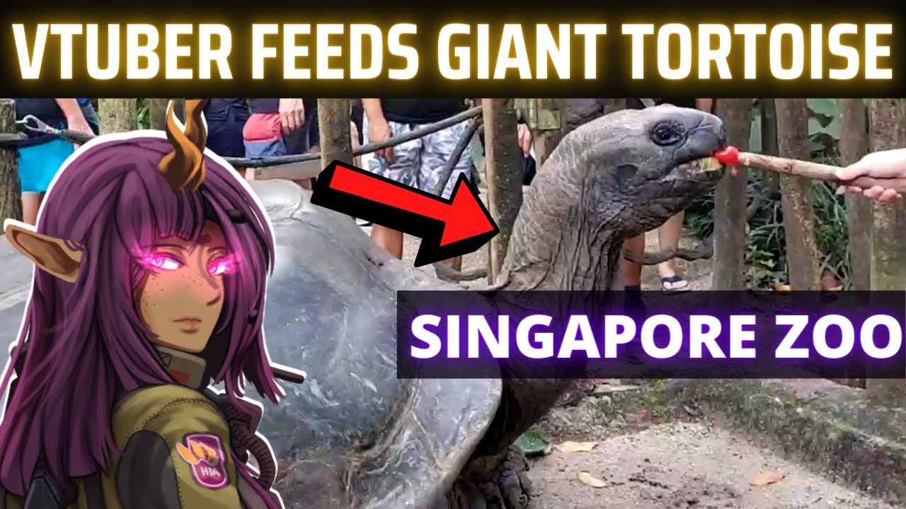 VTuber feeds Giant Tortoise IRL - Singapore Zoo | Face Reveal (Vlog ...
