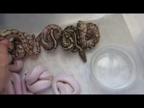 Pythons regius Ponte N°2 les 9 bébés avant leur mue - YouTube