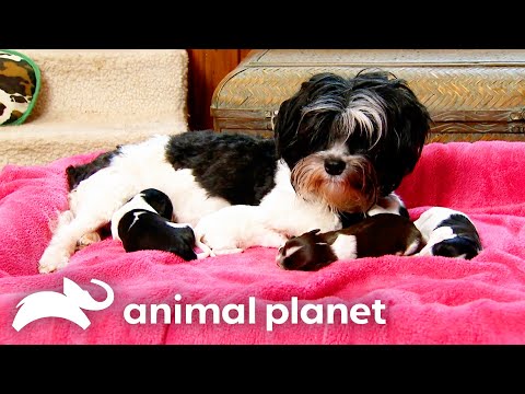 The Cutest Mother Moments | Too Cute! | Animal Planet