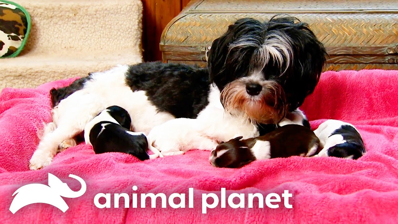 The Cutest Mother Moments | Too Cute! | Animal Planet - YouTube