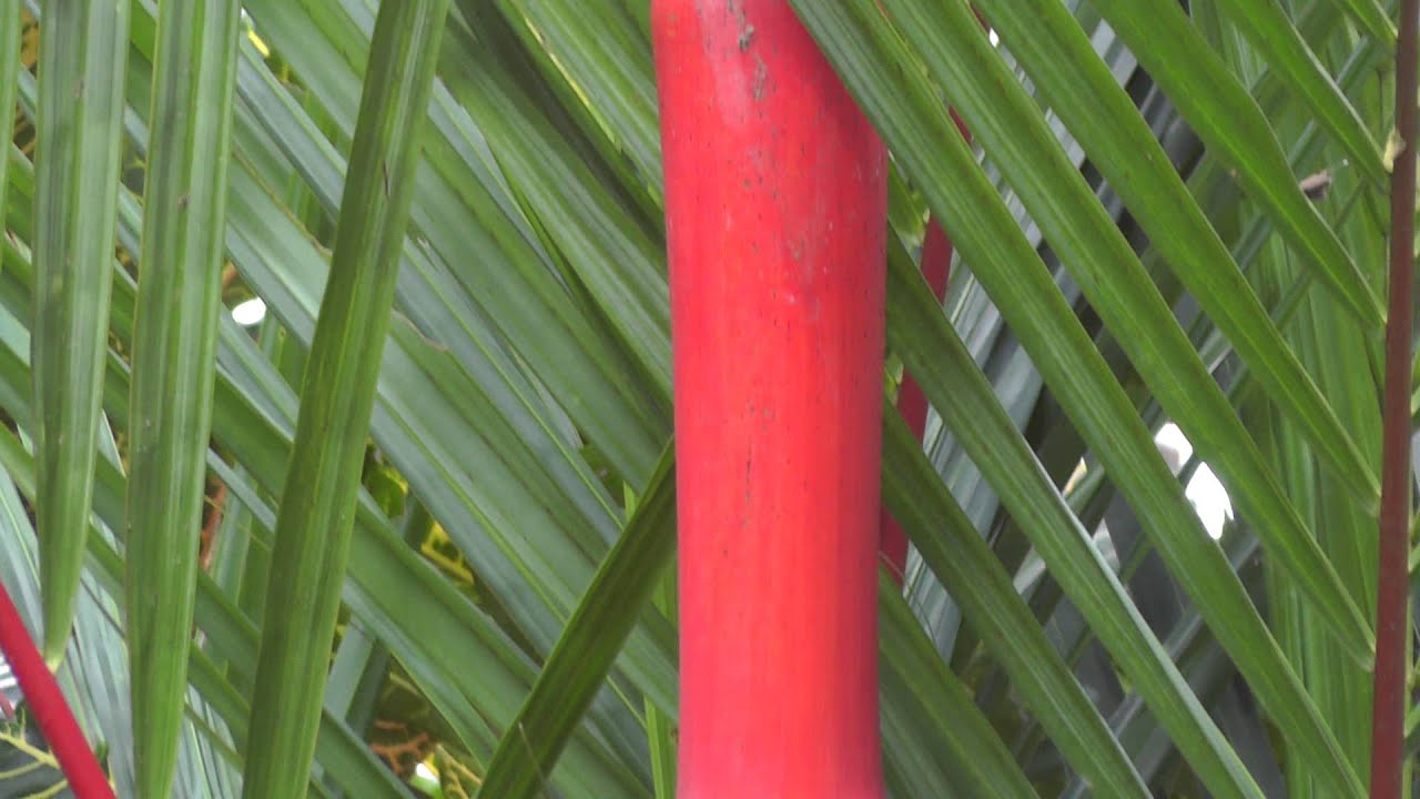 RARE--- PALM TREE!!! - YouTube