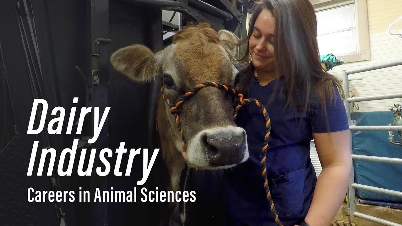 Dairy Industry l Careers in Animal Sciences - YouTube