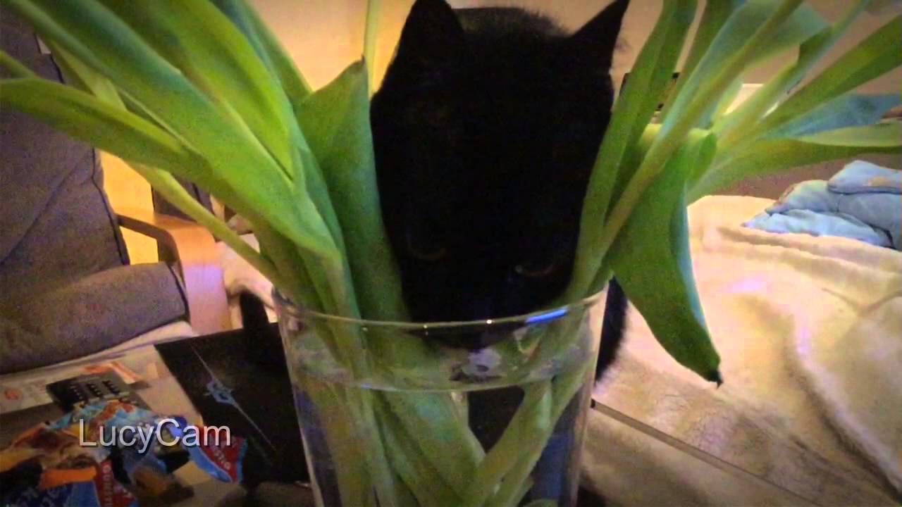 Katze Lucy wird sauer - YouTube