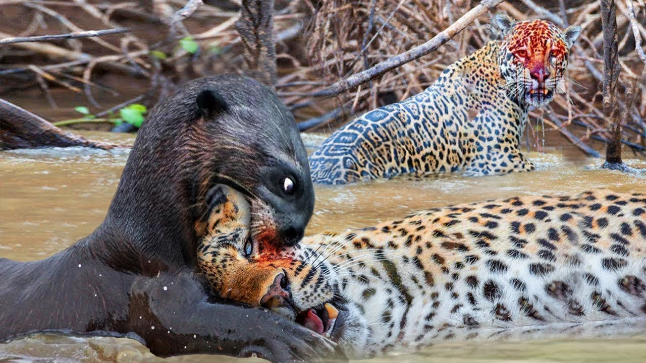 The Giant Otter's Fatal bites To The Leopard's Head Ended The Fight And ...