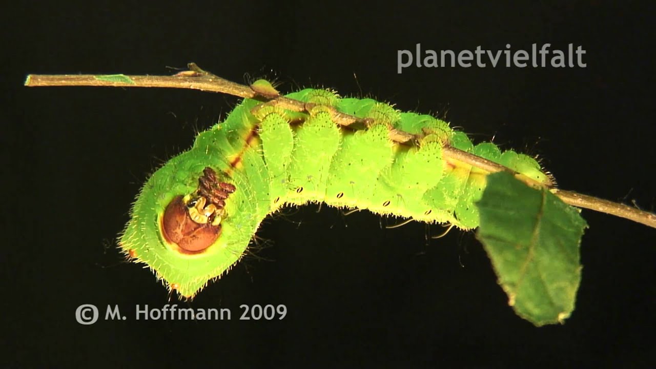 Raupe des Augenspinners Antheraea frithi, silkmoth caterpillar - YouTube