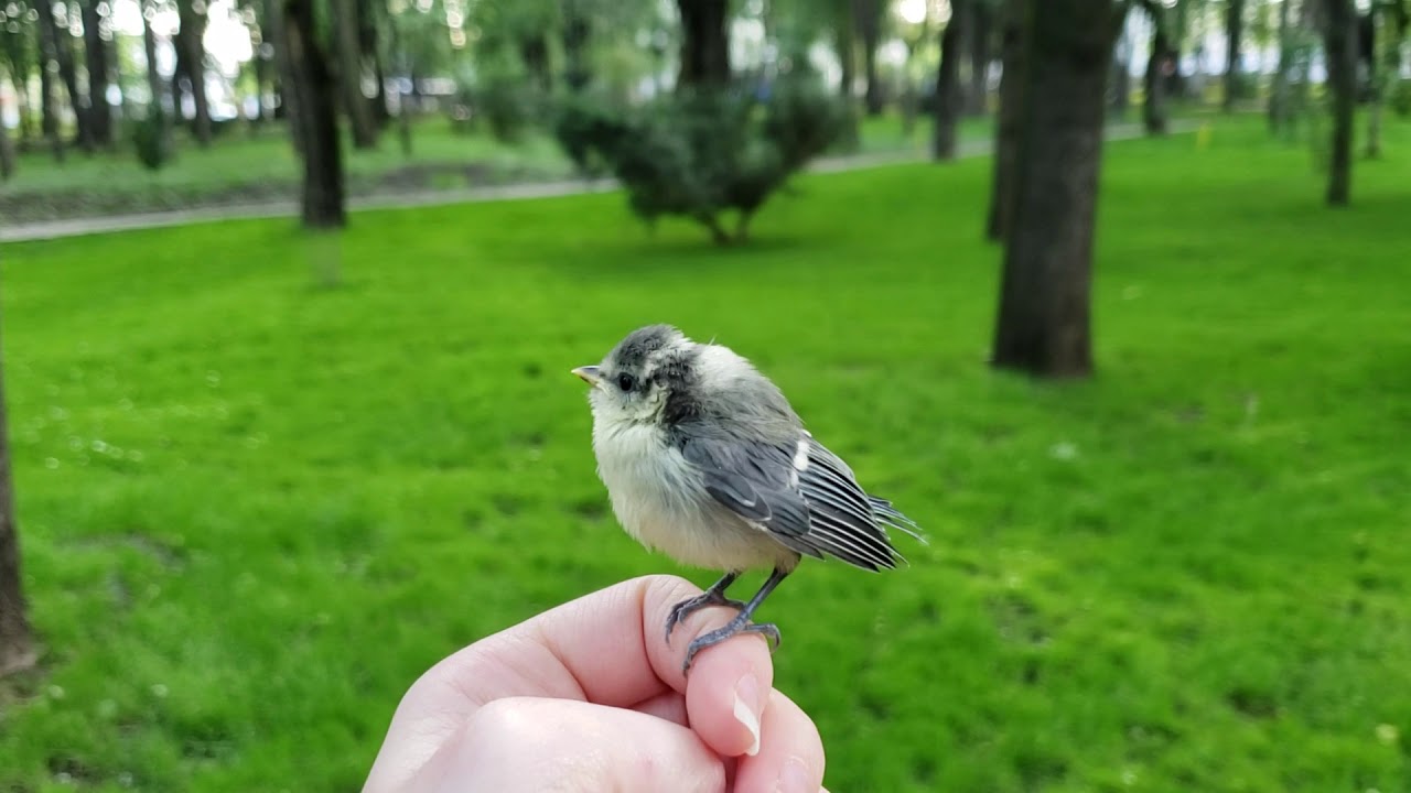 Pui de pasare, parcul Copou, România - YouTube
